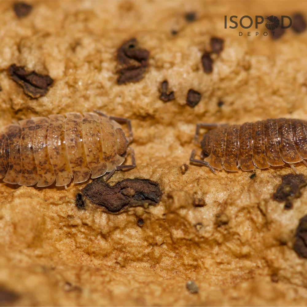 Porcellio Scaber Lemonade Isopods – Isopod Depot