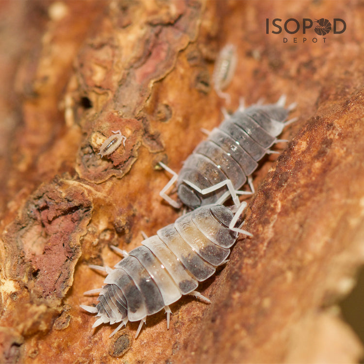Porcellionides – Isopod Depot