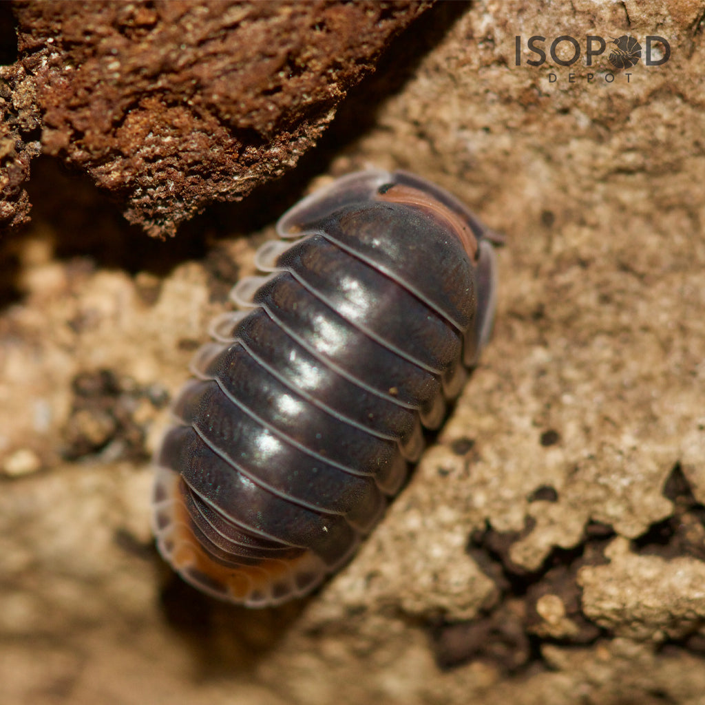 Isopod Depot - Your source for captive bred isopods and springtails