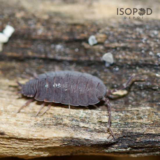 Isopods – Isopod Depot