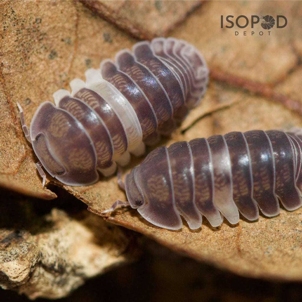 Cubaris Sp. Panda King Isopods – Isopod Depot