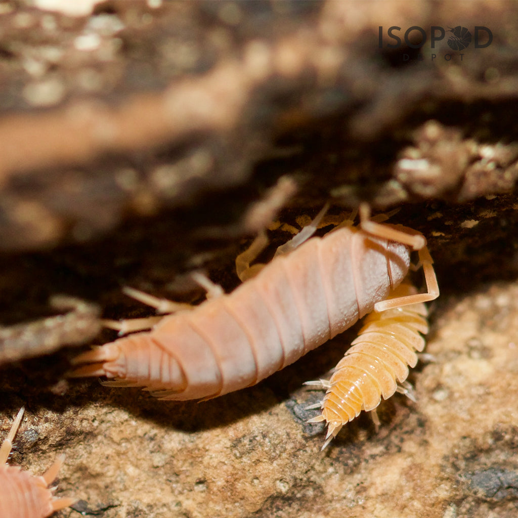 Porcellionides Pruinosus Powder Orange Isopods – Isopod Depot