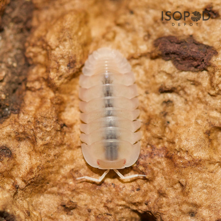 Isopod Depot - Your source for captive bred isopods and springtails