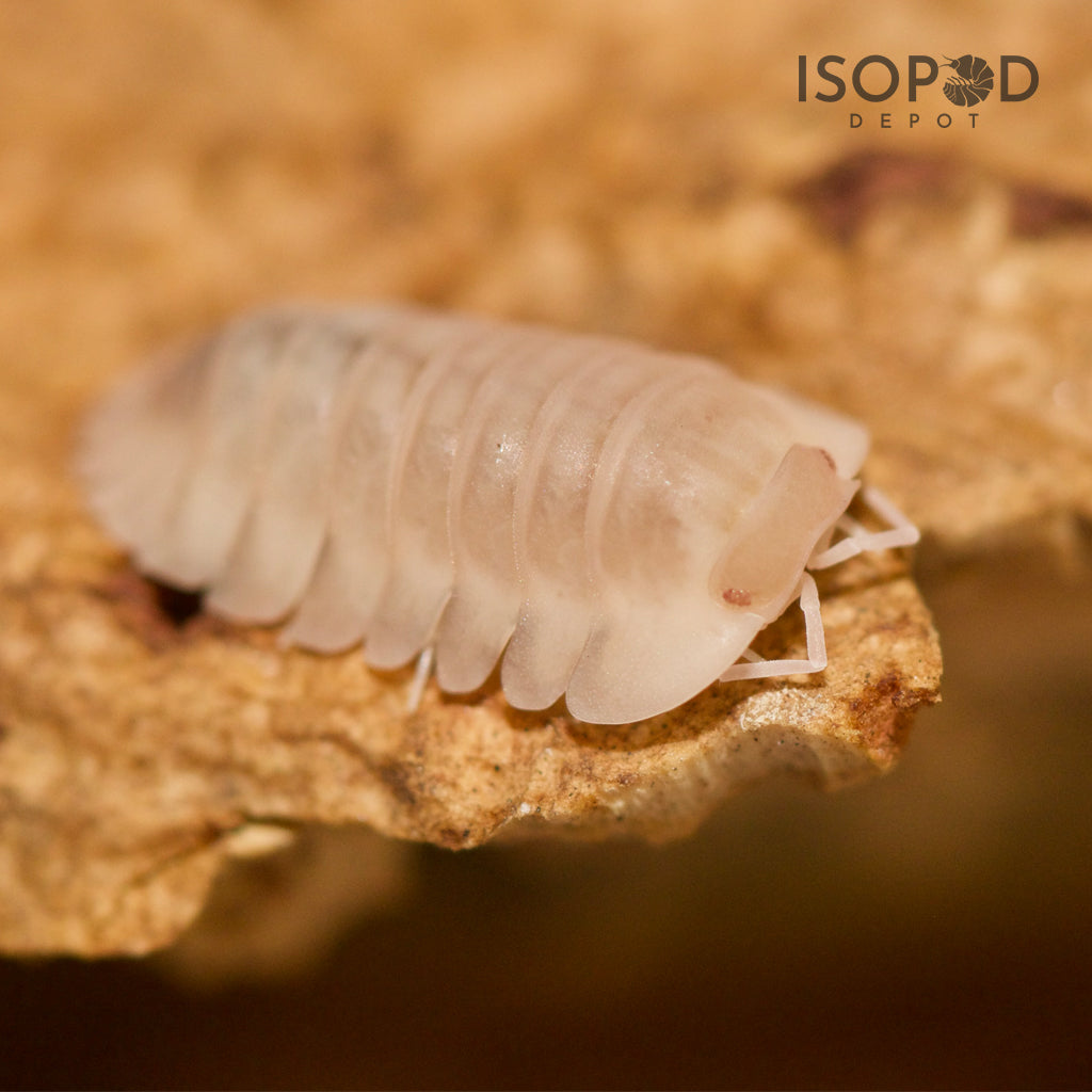 Isopod Depot - Your source for captive bred isopods and springtails