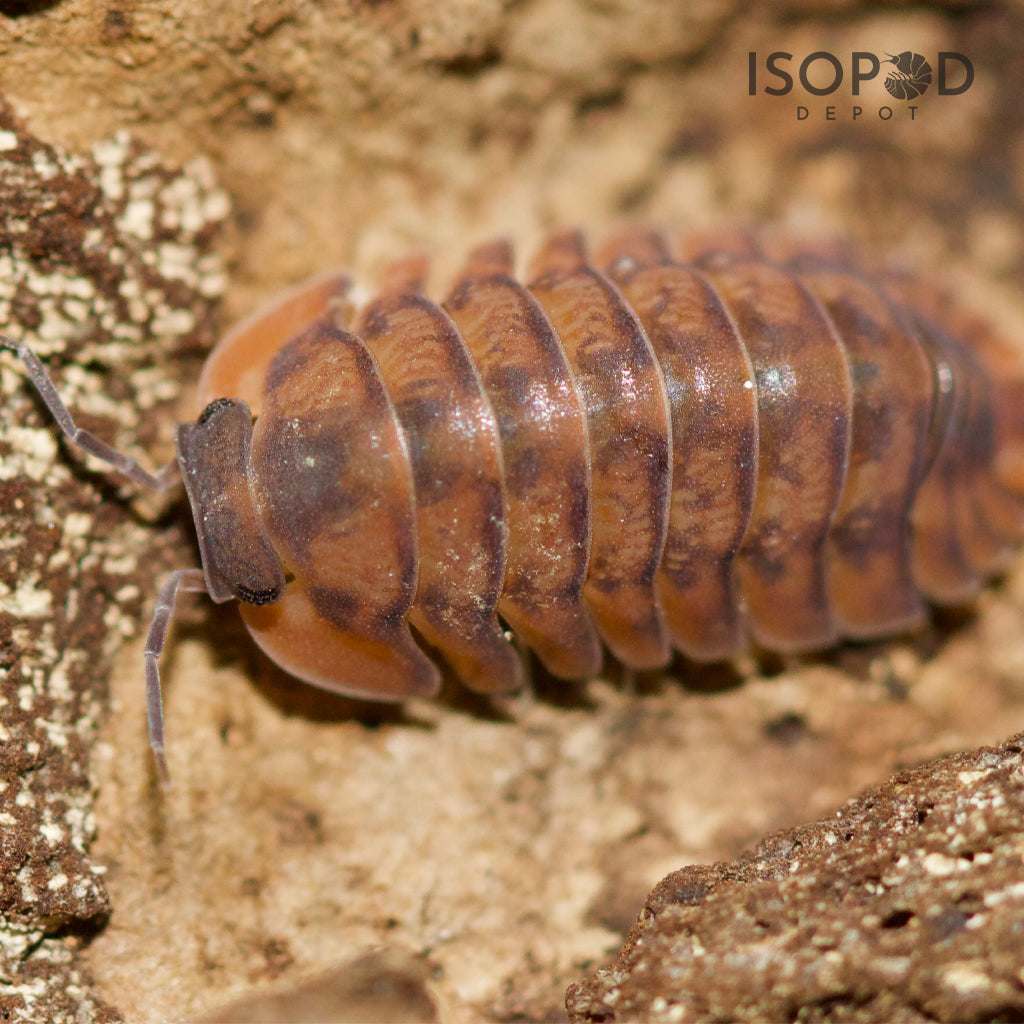 Cubaris Sp. PhiPun Tiger Isopods – Isopod Depot