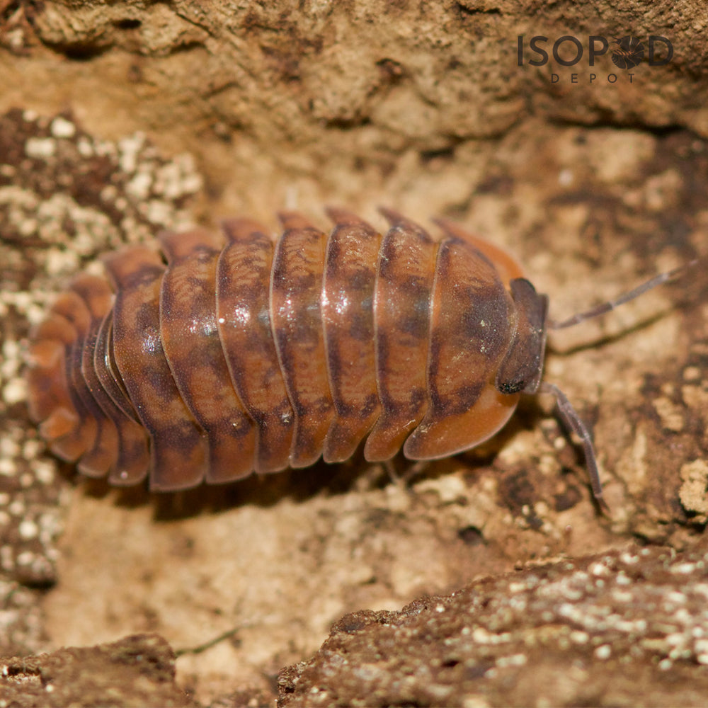 Cubaris Sp. PhiPun Tiger Isopods – Isopod Depot